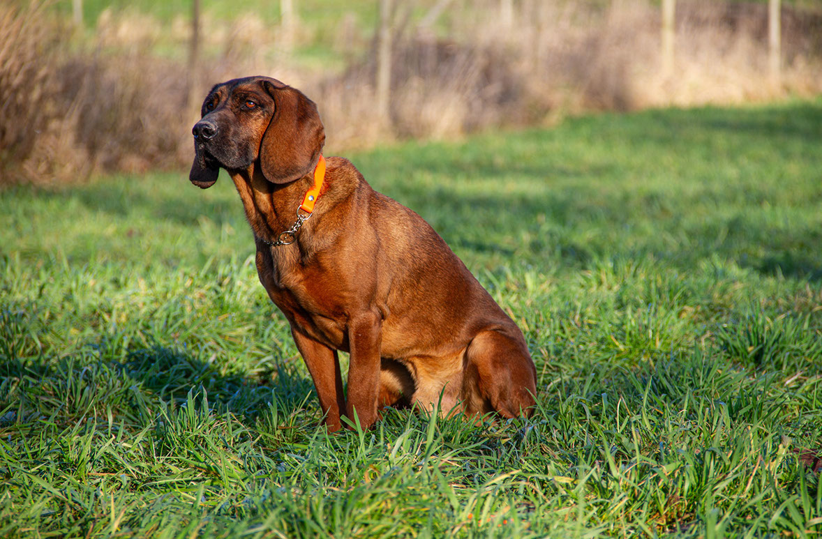 VJN e.V. | Jagdhundewesen | Zur Jagd den brauchbaren Hund